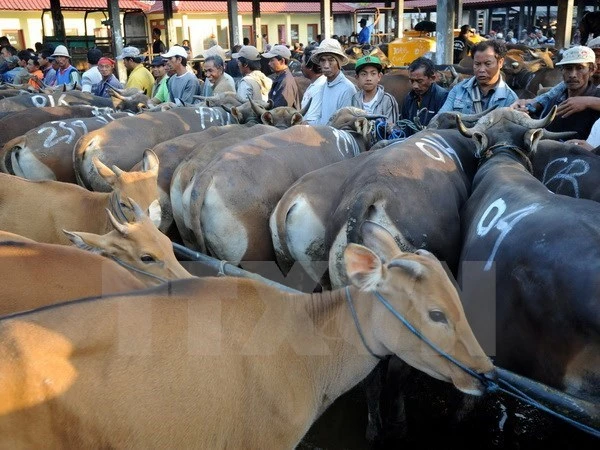 Vietnam - second largest cattle importer of Australia | Vietnam+ ...