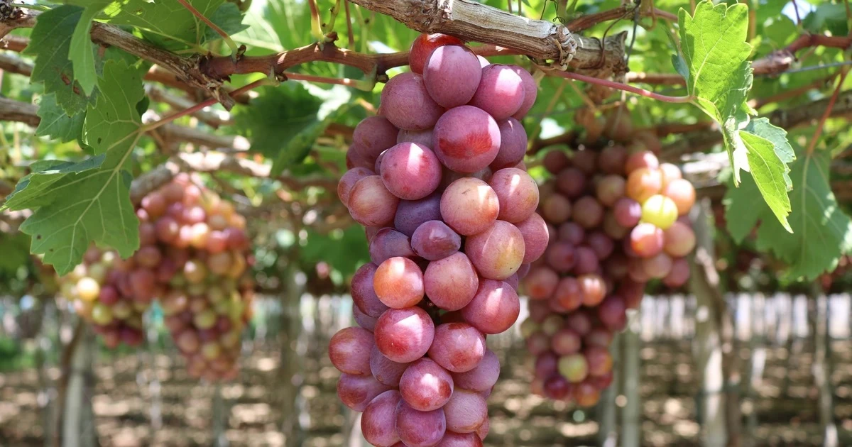 Ninh Thuan takes grape production to next level
