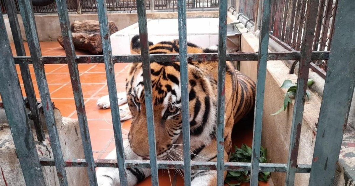 10 years of conservation: how many tigers left in the wild in Vietnam ...