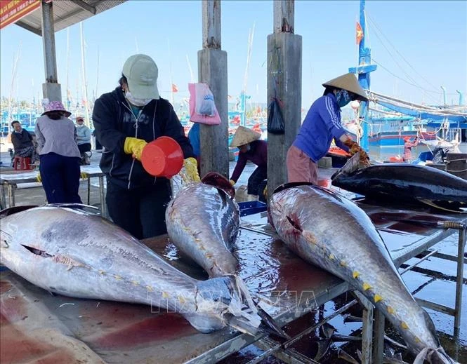 Australia shares experience in IUU fishing combat with Vietnam ...