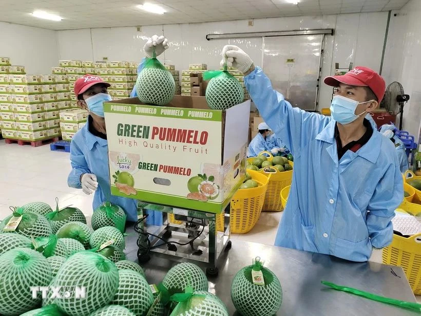 Ample room for Vietnamese fruits in Northeast Asian market | Vietnam+ ...