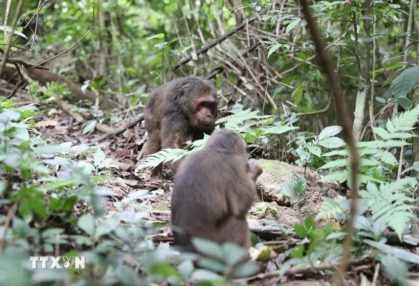 11 rare monkeys released back into wild in Nghe An | Vietnam+ (VietnamPlus)