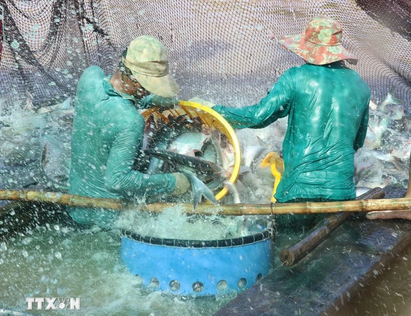 Tra fish export bouncing back | Vietnam+ (VietnamPlus)