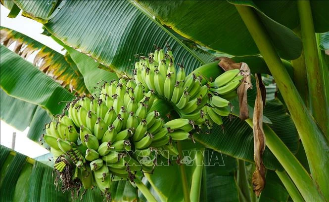 Hi-tech banana farming bears fruit in rural district of Binh Duong ...
