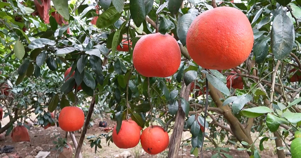 Red pomelo sees rising demand ahead of Lunar New Year | Vietnam+ ...