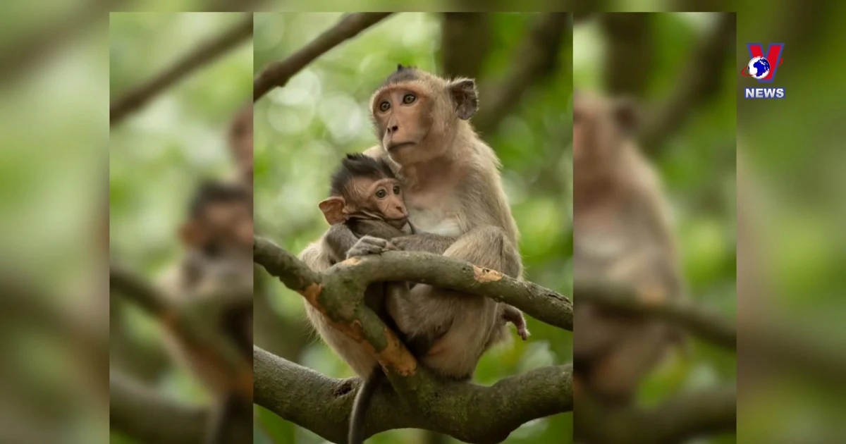 Vietnamese businesses to export monkeys to China | Vietnam+ (VietnamPlus)