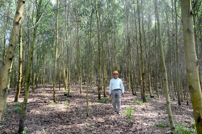 Tuyen Quang promotes large timber forest plantation model | Vietnam+ ...