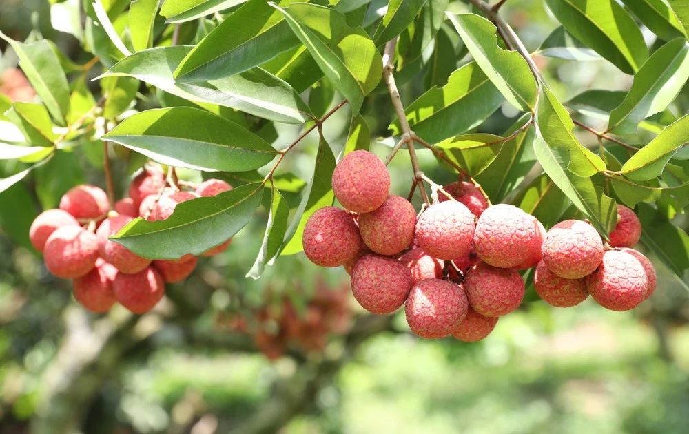 Bac Giang lychees promoted in Thailand | Vietnam+ (VietnamPlus)