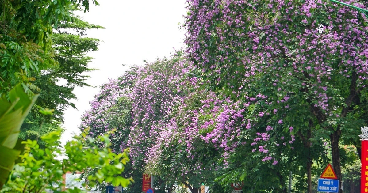 Dreamy Hanoi during crape myrtle flower season | Vietnam+ (VietnamPlus)