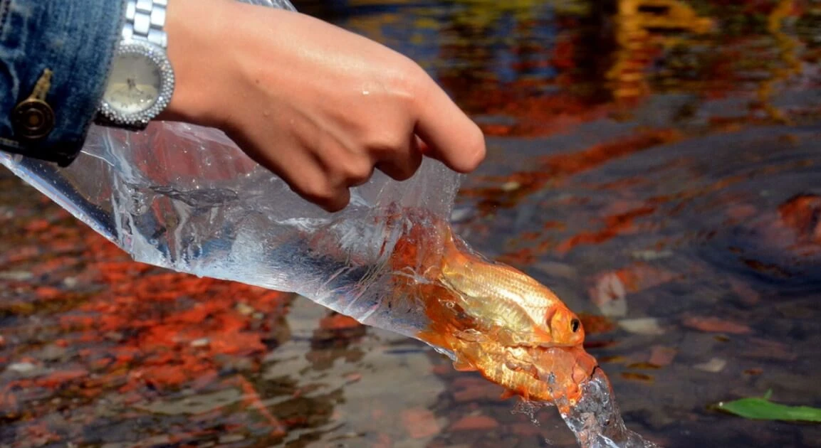 Carp village blooms during Kitchen’s Gods festival | Vietnam+ (VietnamPlus)