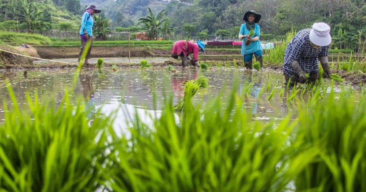Indonesia to develop 3 million more hectares of rice fields | Vietnam+ ...