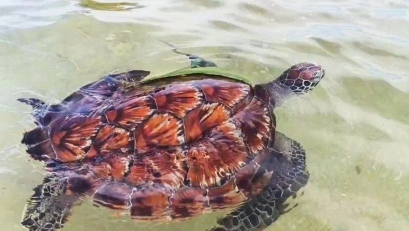 Lam Dong: Rare sea turtle released back into the wild | Vietnam+ ...