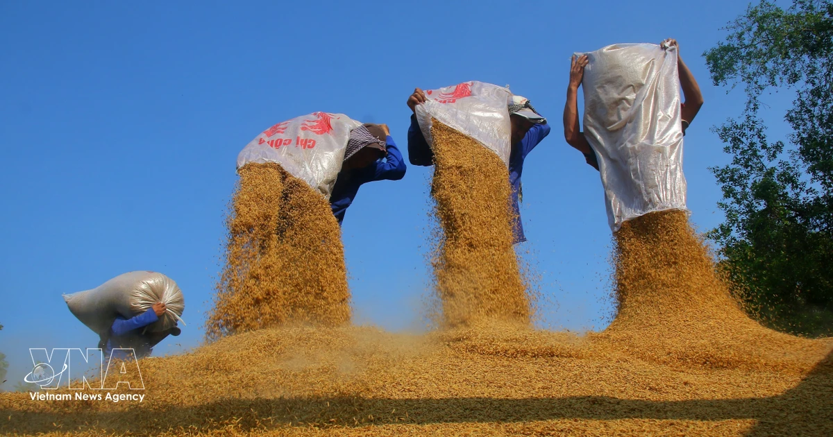 Life cycle of rice grain in Mekong Delta