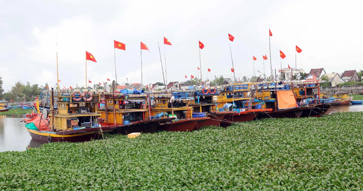 Da Nang restructures fishing fleet to protect coastal fisheries ...