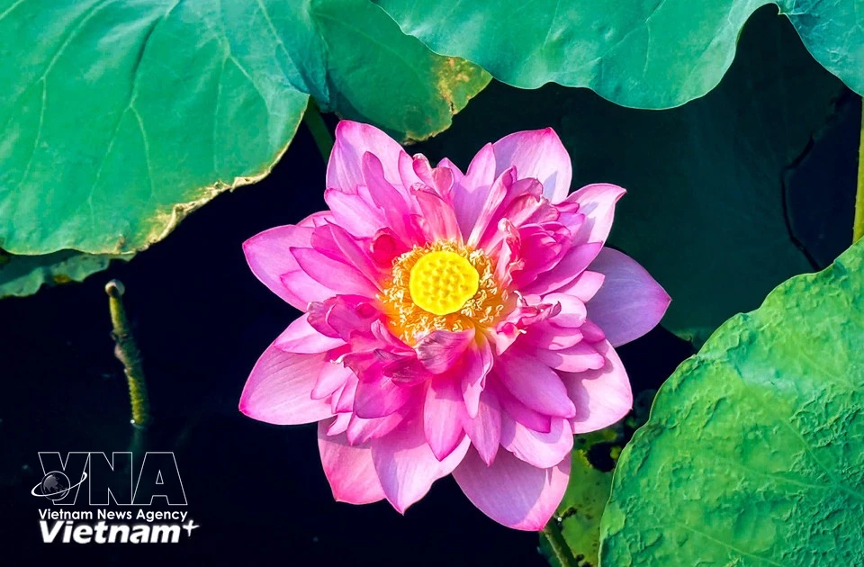 West Lake lotus blossoms showcase pure beauty at heart of Hanoi