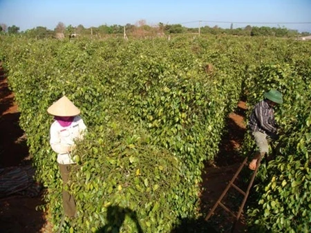 Vietnam’s pepper export exceeds one billion USD for first time ...