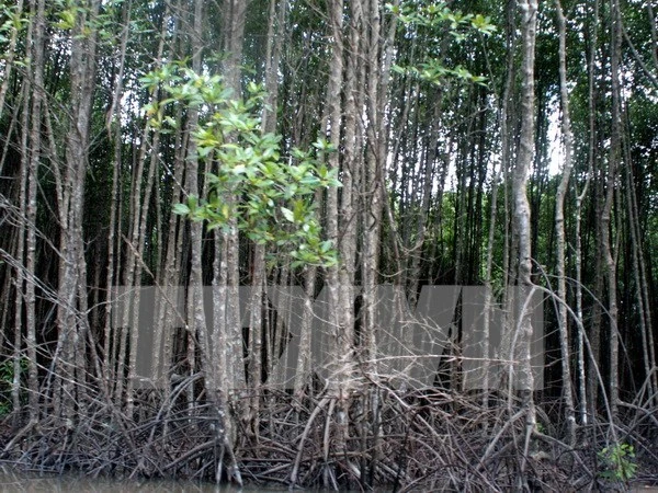 IUCN-funded project benefits Can Gio mangrove forest, locals | Vietnam+ ...