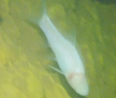 Phong Nha caves home to rare fish species | Vietnam+ (VietnamPlus)