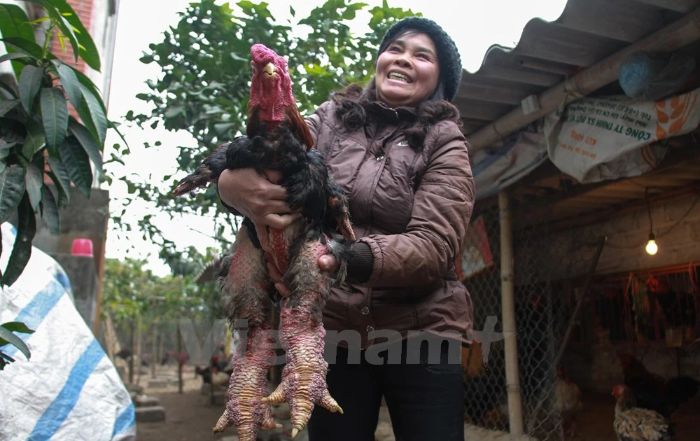 Emperor's chickens attract foreign interest | Vietnam+ (VietnamPlus)