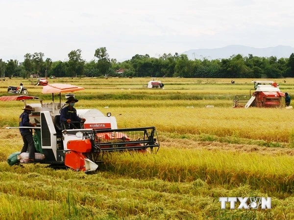 Vietnam aims for rice production restructuring | Vietnam+ (VietnamPlus)