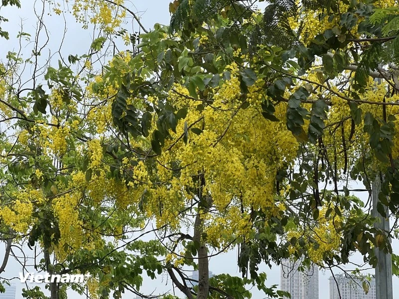Golden shower flowers add vibrancy to Hanoi streets | Vietnam+ (VietnamPlus)