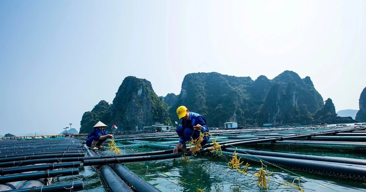 Vietnam looks to link tourism and marine aquaculture development ...