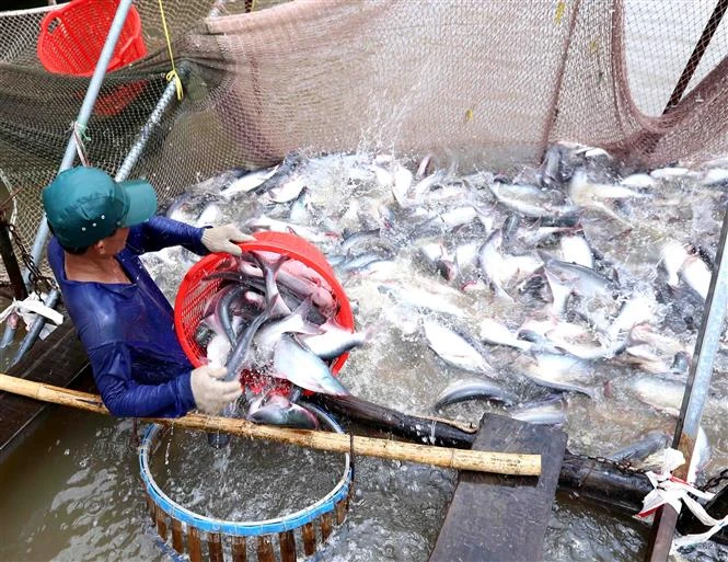 Mekong Delta uses high-tech to raise tra fish | Vietnam+ (VietnamPlus)