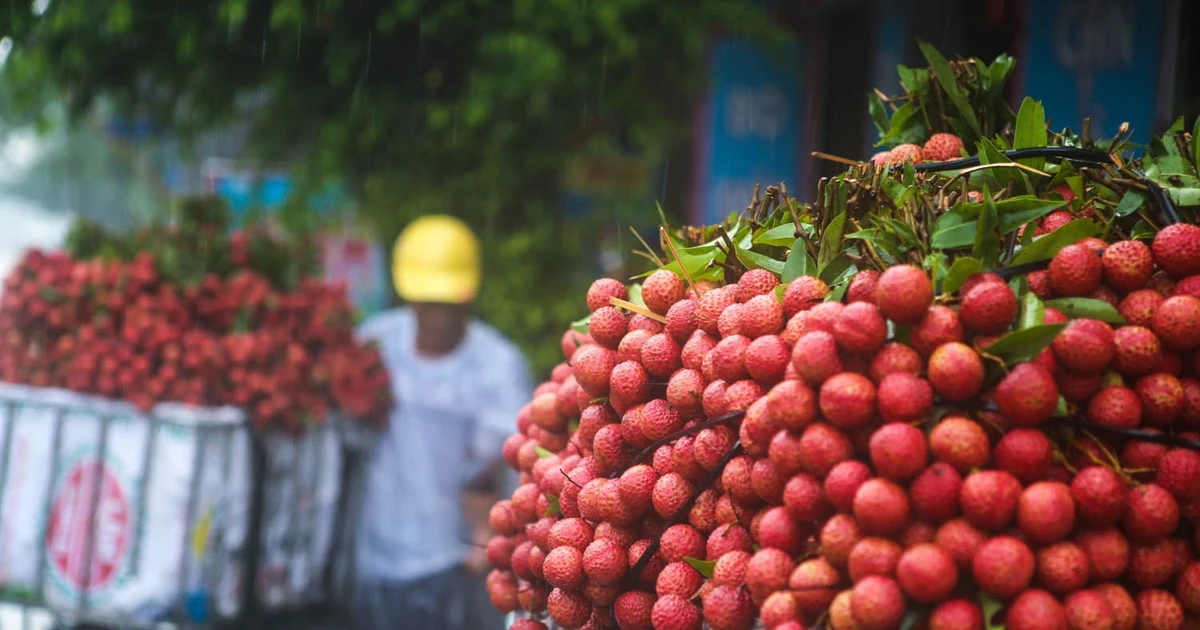 First batches of Vietnamese lychee arrive in Japan | Vietnam+ (VietnamPlus)