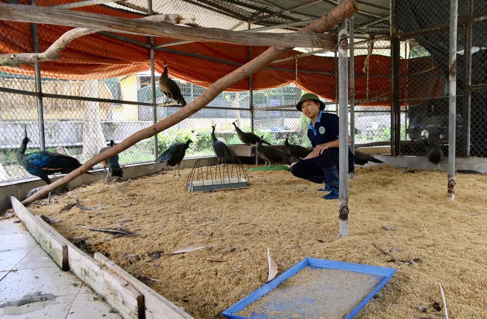Hanoi centre rescues over 770 wild animals | Vietnam+ (VietnamPlus)
