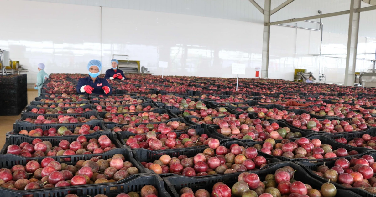 Central Highlands’ largest fruit, vegetable processing centre opened ...