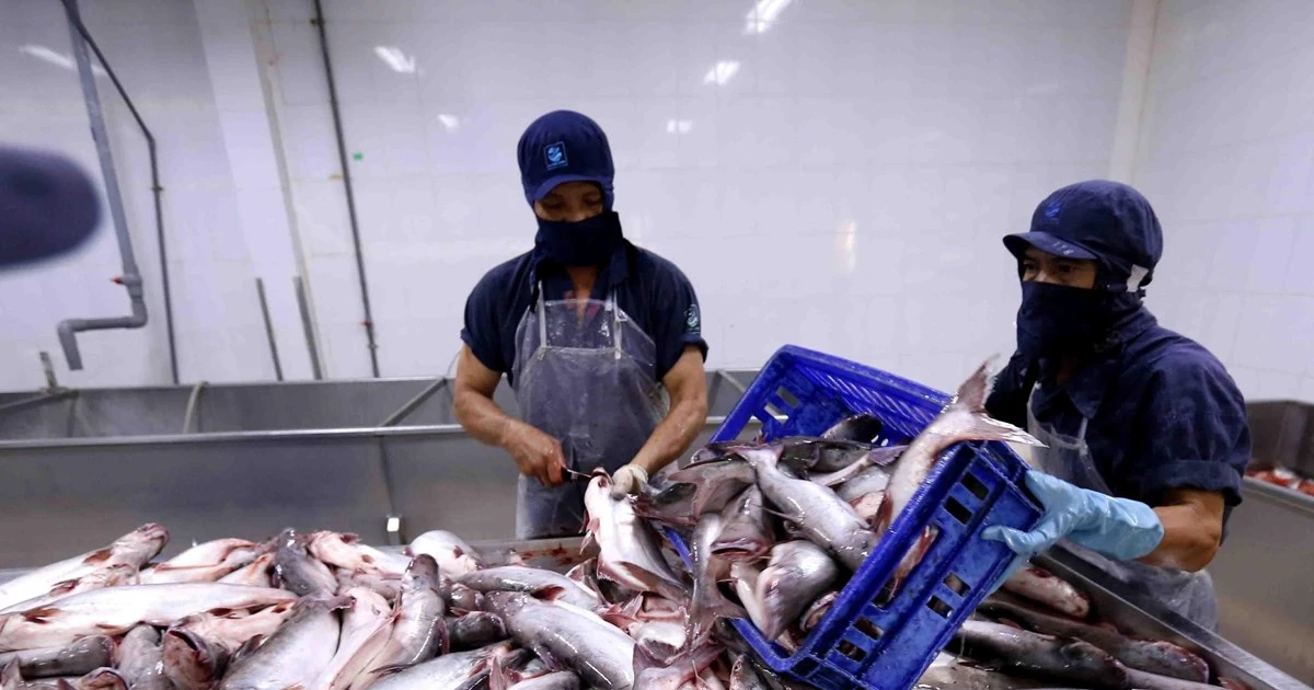 Tra fish exports to Russia slump | Vietnam+ (VietnamPlus)