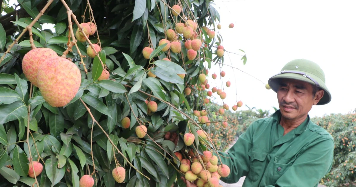 Bac Giang enjoys early harvest of “thieu” lychee | Vietnam+ (VietnamPlus)