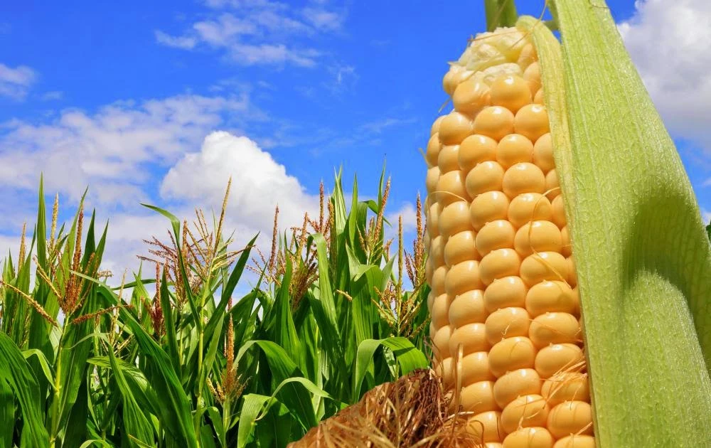 First direct shipment of US corn arrives in Vietnam | Vietnam+ ...