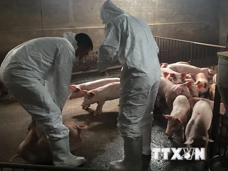 Localities act quickly to stamp out African swine fever outbreaks