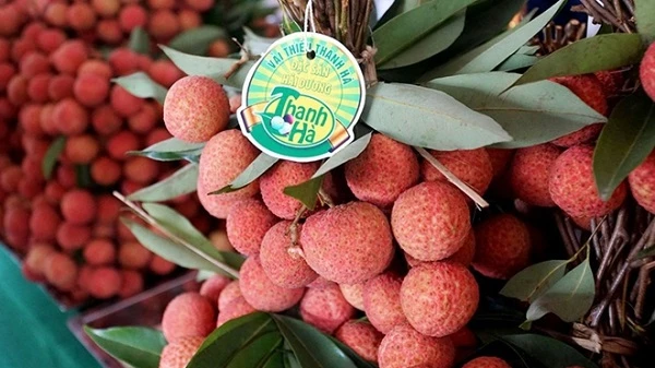 Hai Duong province works to ensure smooth lychee sales | Vietnam+ ...