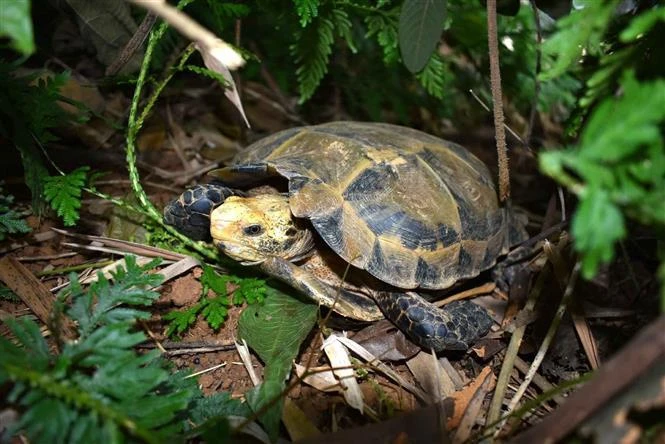 Endangered turtles, tortoises found in Thanh Hoa nature reserve ...