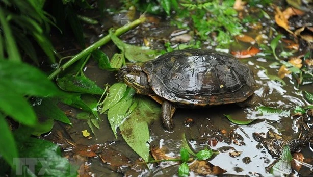 Vietnam Tortoise and Freshwater Turtle Identification Book re-released ...