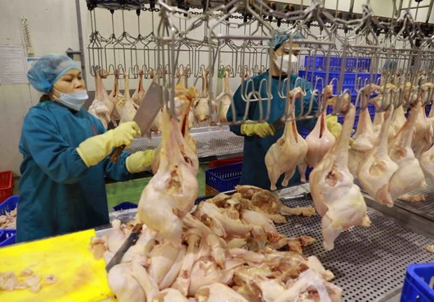Poultry meat export signals recovery: department | Vietnam+ (VietnamPlus)