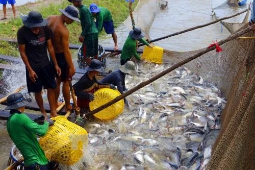 Tra fish prices at highest level in last 20 years | Vietnam+ (VietnamPlus)