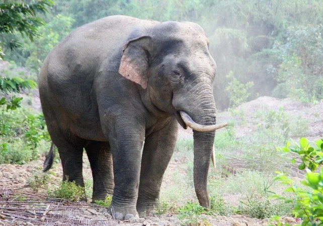 Dong Nai conserves wild elephants towards harmonious coexistence ...