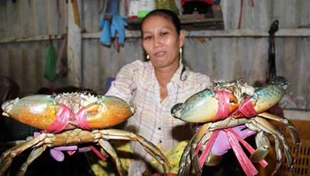 Four-month crab exports increase sharply to 44.5 million USD | Vietnam+ ...