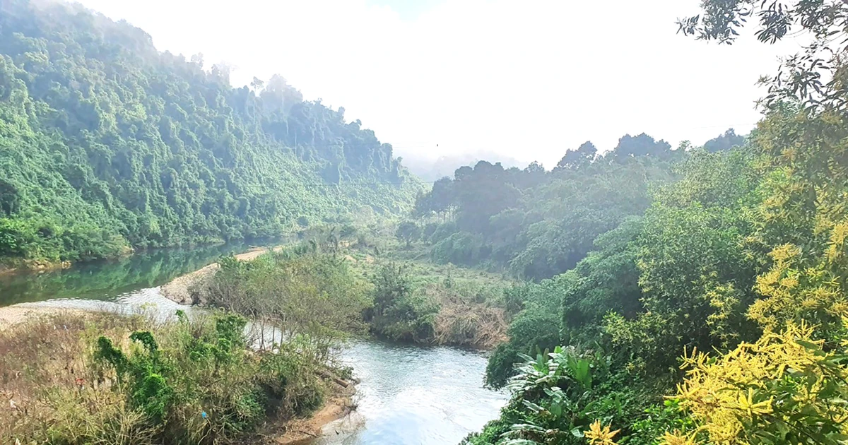 Quang Binh to plant 50,000 indigenous trees in local natural reserve ...