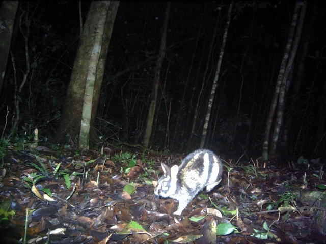 Rare striped rabbits discovered in Central Highlands | Vietnam+ ...