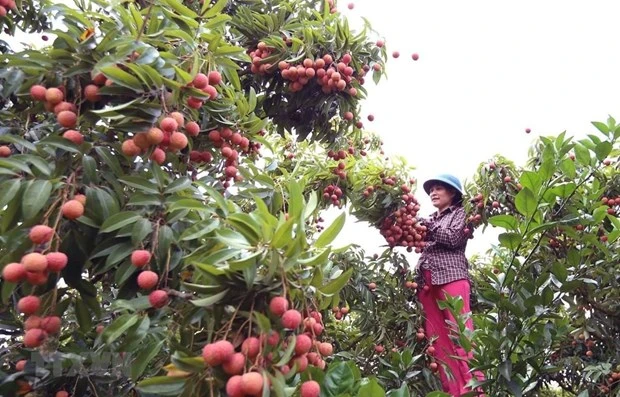 Conference seeks ways to promote lychee consumption | Vietnam+ ...