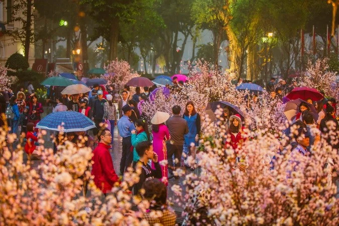 Cherry blossom festival to take place in Hanoi in March | Vietnam+ (VietnamPlus)