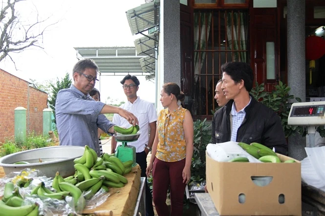 Lam Dong exports Laba banana to Japan | Vietnam+ (VietnamPlus)