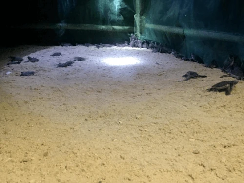 Binh Thuan: Over 100 tortoises released into wild | Vietnam+ (VietnamPlus)