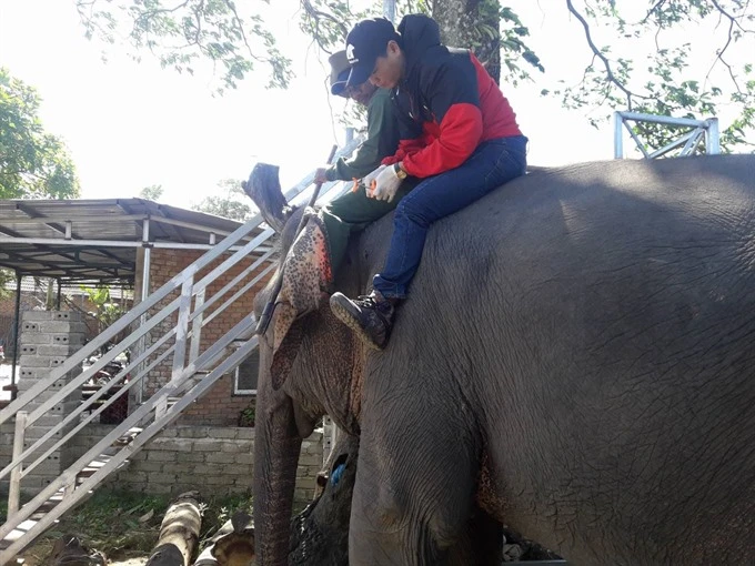 Bio-data chips implanted in tame elephants | Vietnam+ (VietnamPlus)