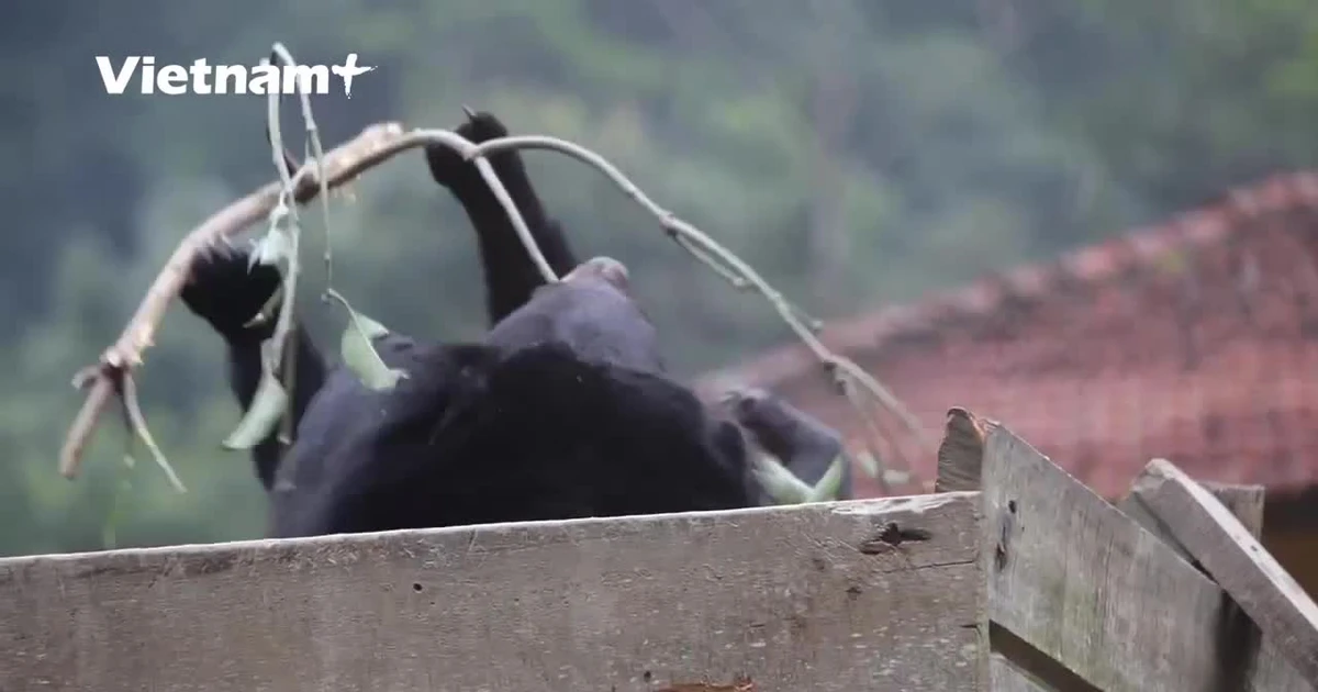 Discover the "safe home" of Vietnamese bears | Vietnam+ (VietnamPlus)