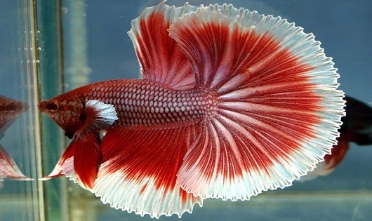 The "artisan" of breeding fighting fish in Vietnam talks about his ...